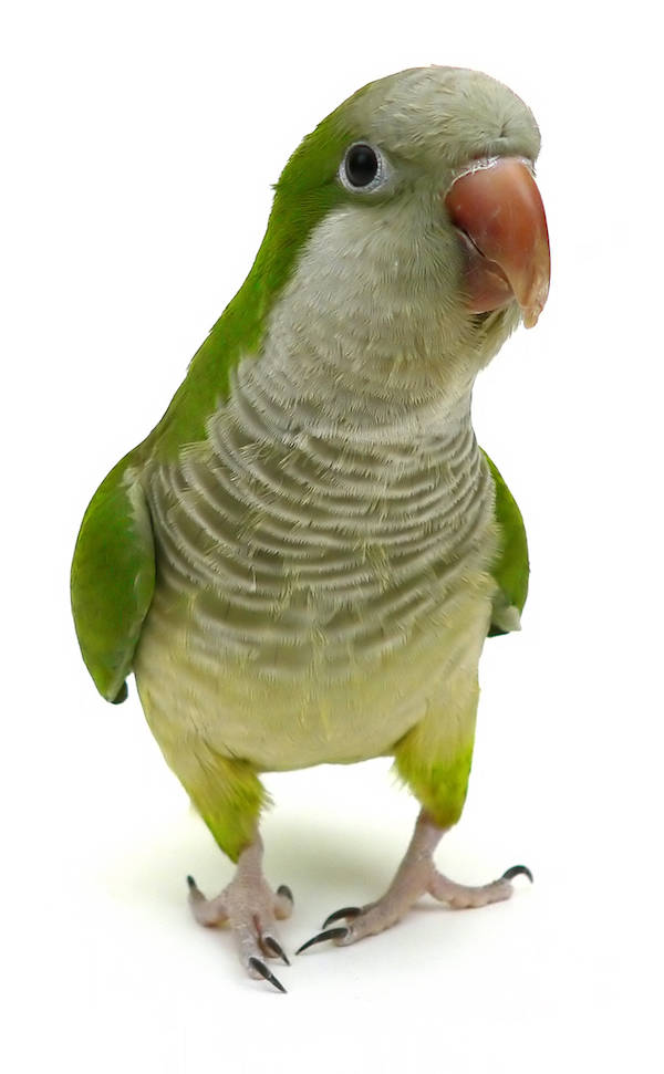 Green Quaker Parakeet | The Animal Store baby birds for sale