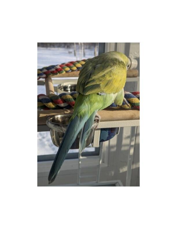 Tricolor Quaker Parakeet | The Animal Store