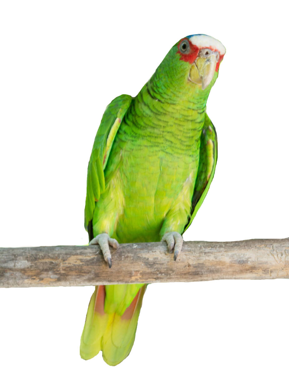 White-fronted Amazon | The Animal Store